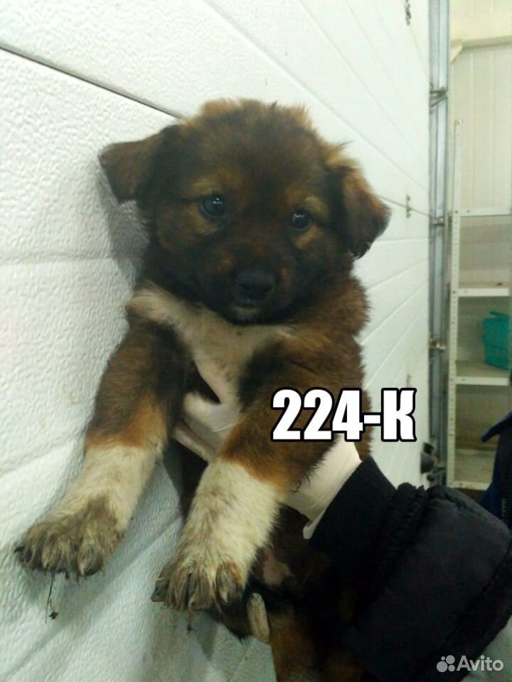 Собака