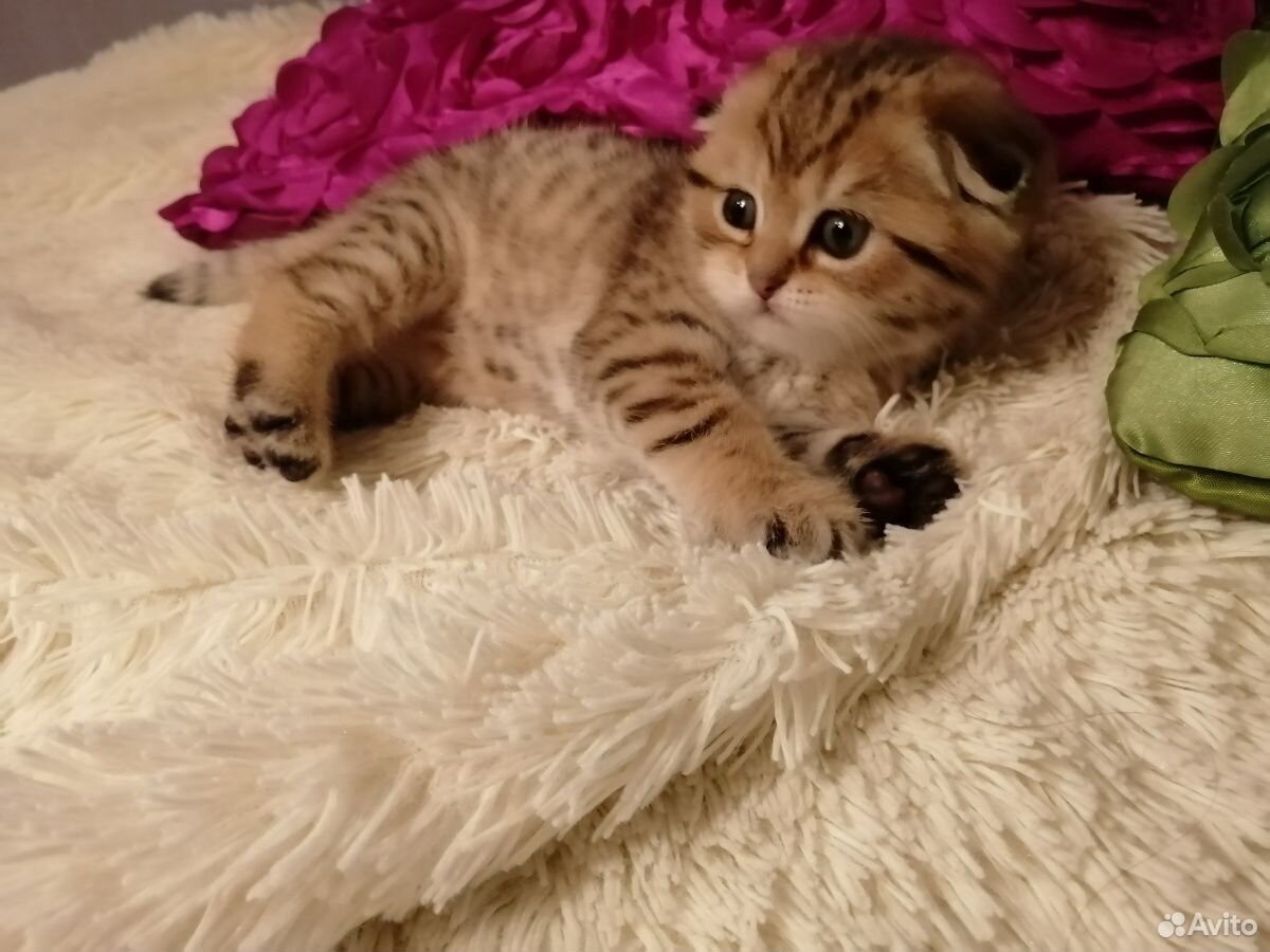 Комочек счастья