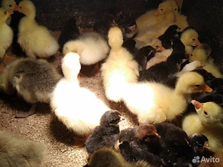 Гусята цыплята