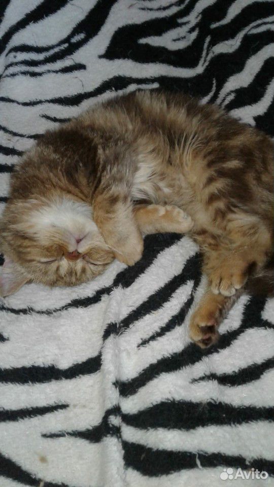 Кошка