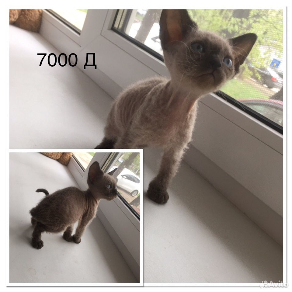 Котята породы Сфинкс и Британские