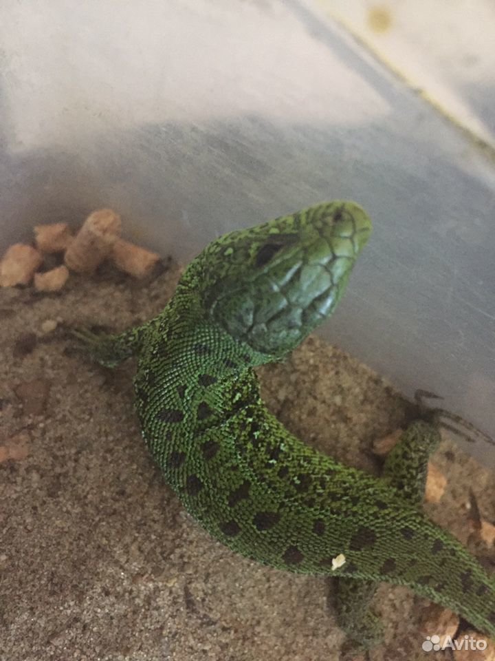 Ласковая зелёная ящерица