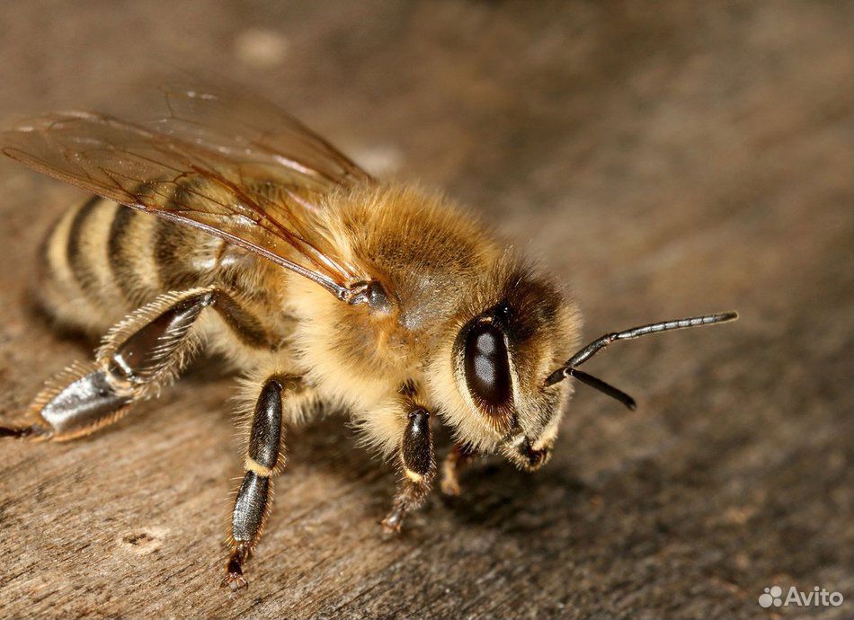 Продаю пчел
