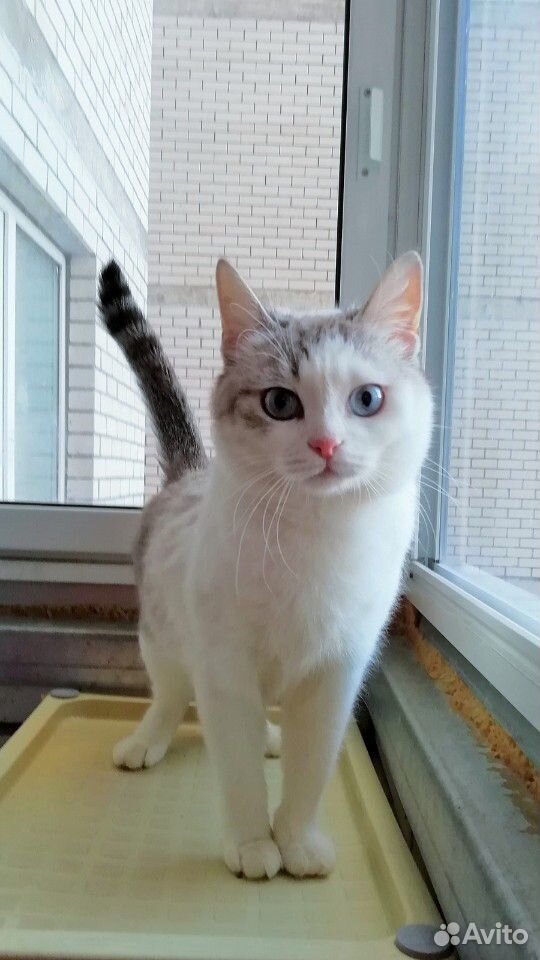 Голубоглазка в добрые руки