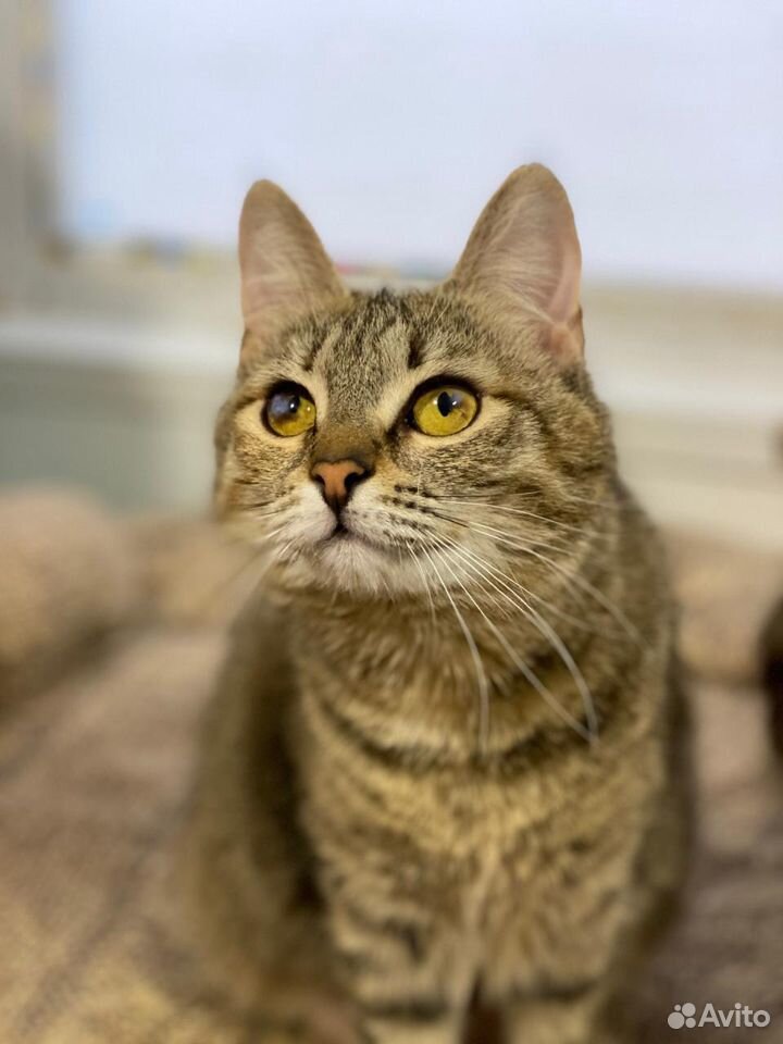 Игривая кошка