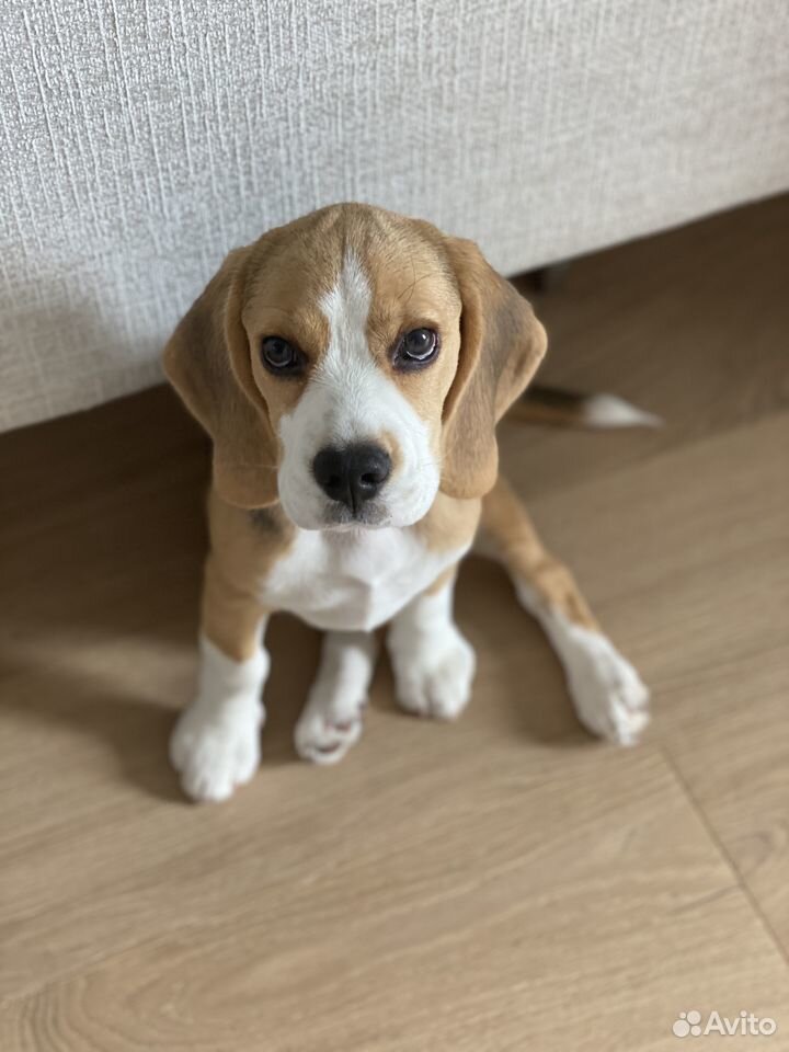 Отдадим в самые добрые руки Бигль девочка 3 месяца