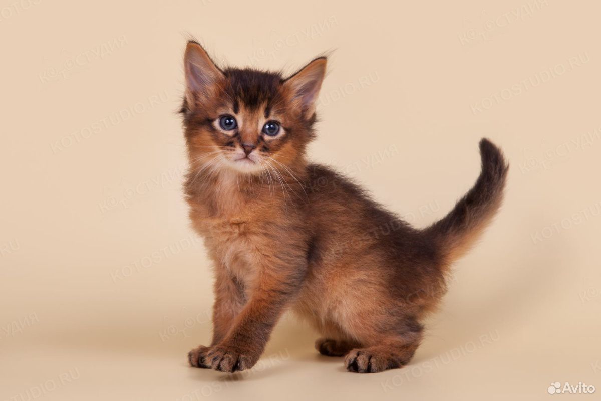 Сомалийская