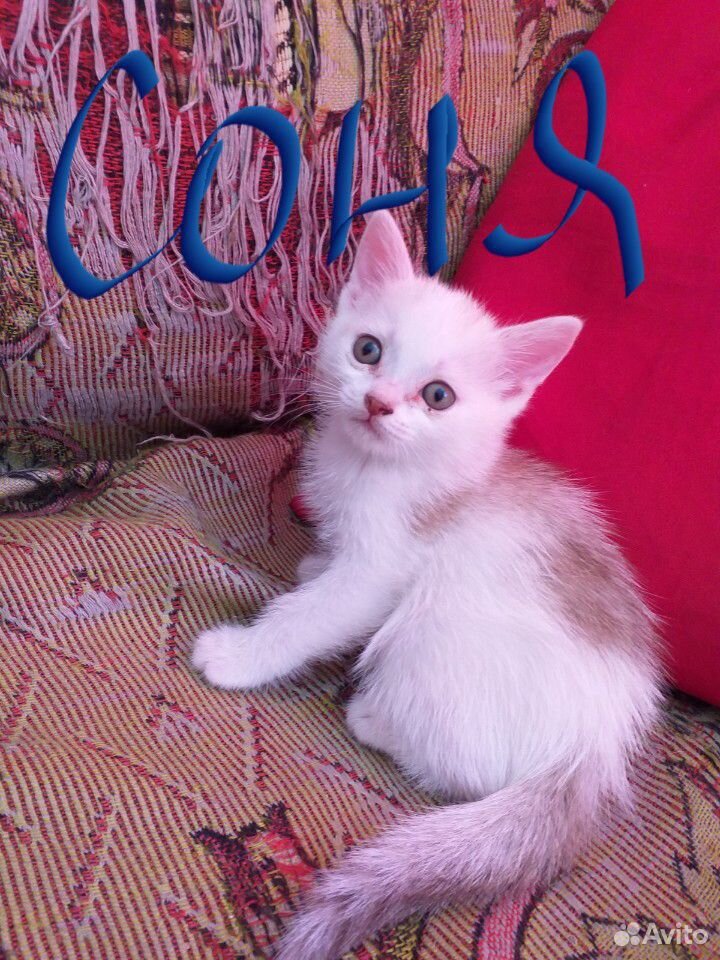 Отдам котят в добрые руки