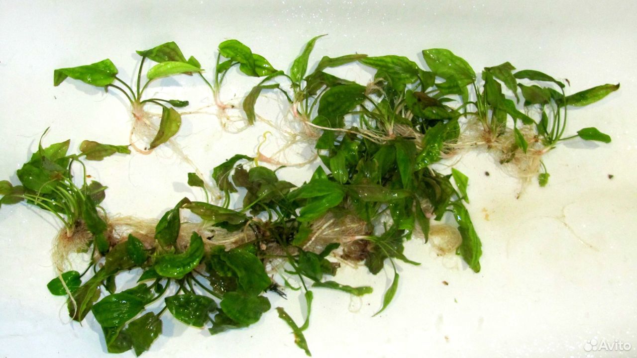 Отдам растение Криптокарина