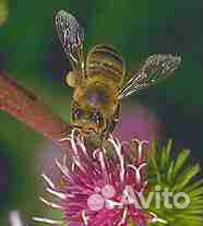 Пчеломатки