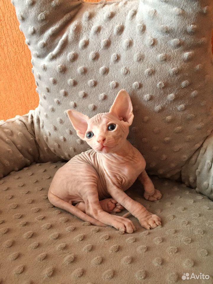 Канадский сфинкс, бронь