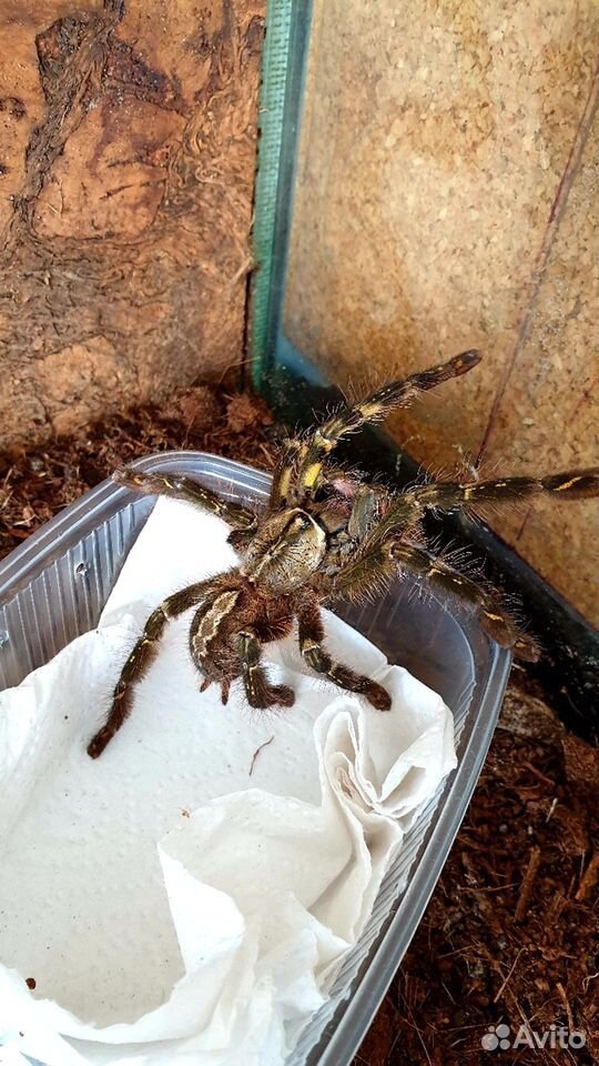 Poecilotheria regalis (паук-птицеед) с террариумом