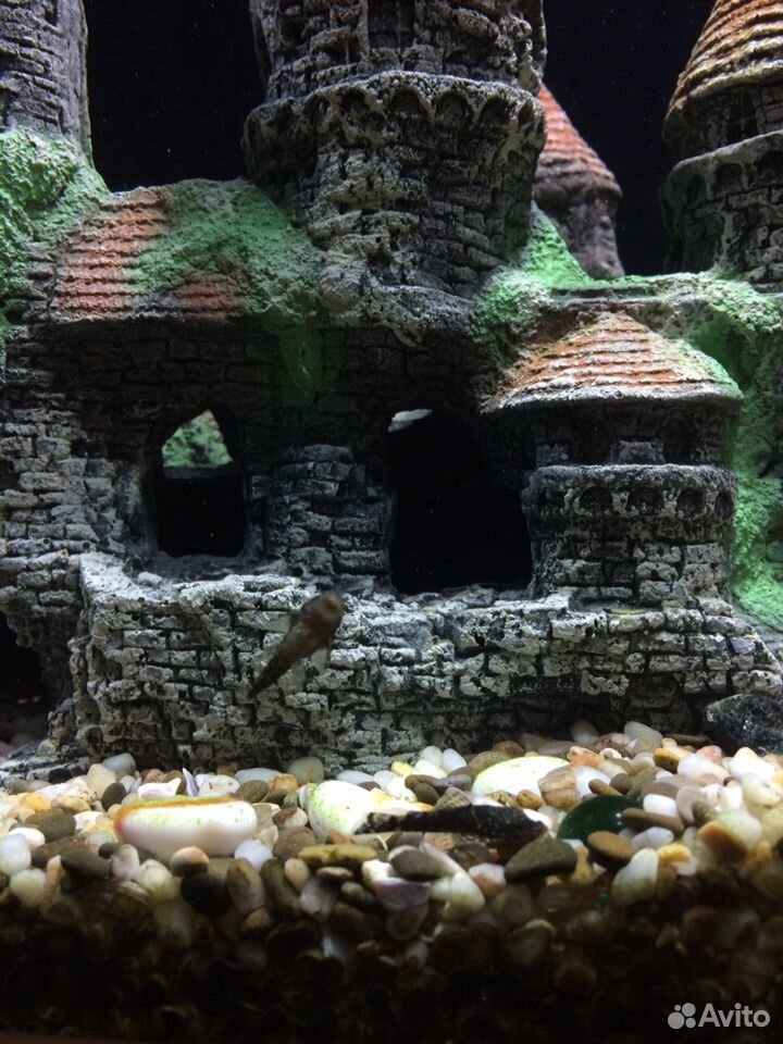 Анциструс сом сомик аквариум