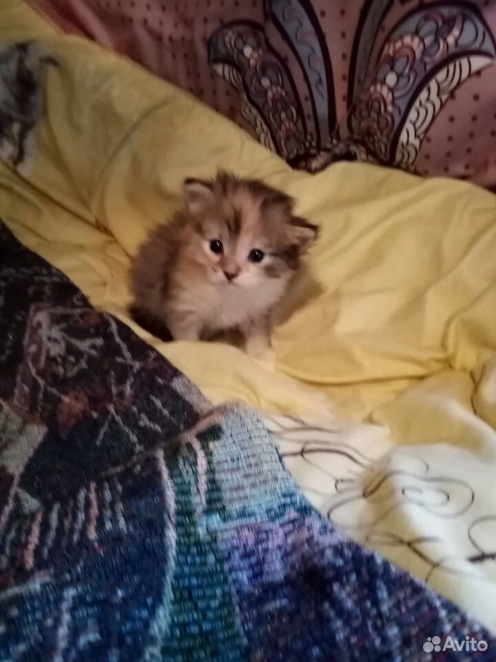 Котенок в добрые руки