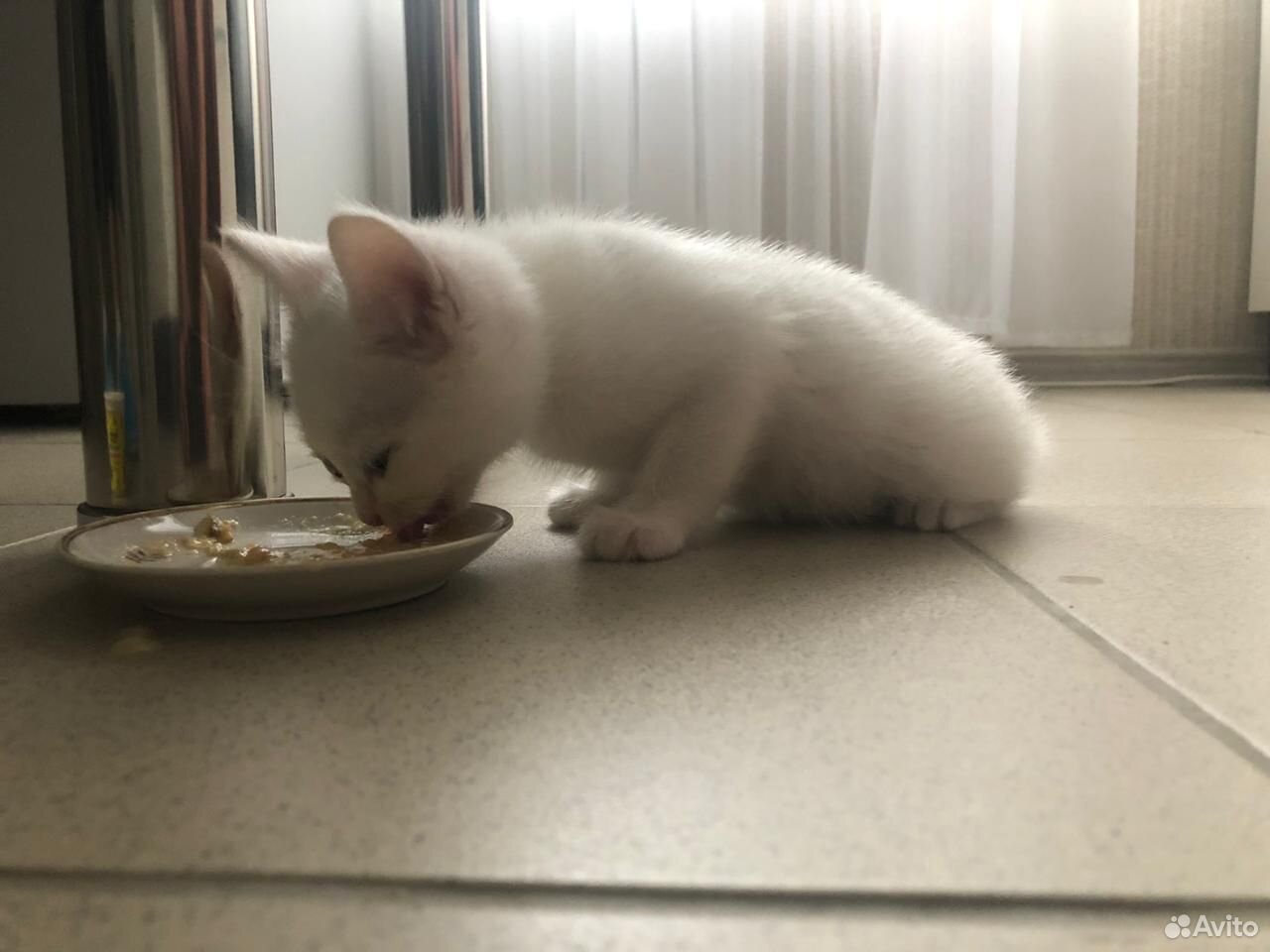 Котик