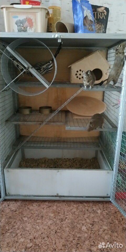 Белочки дегу и клетка