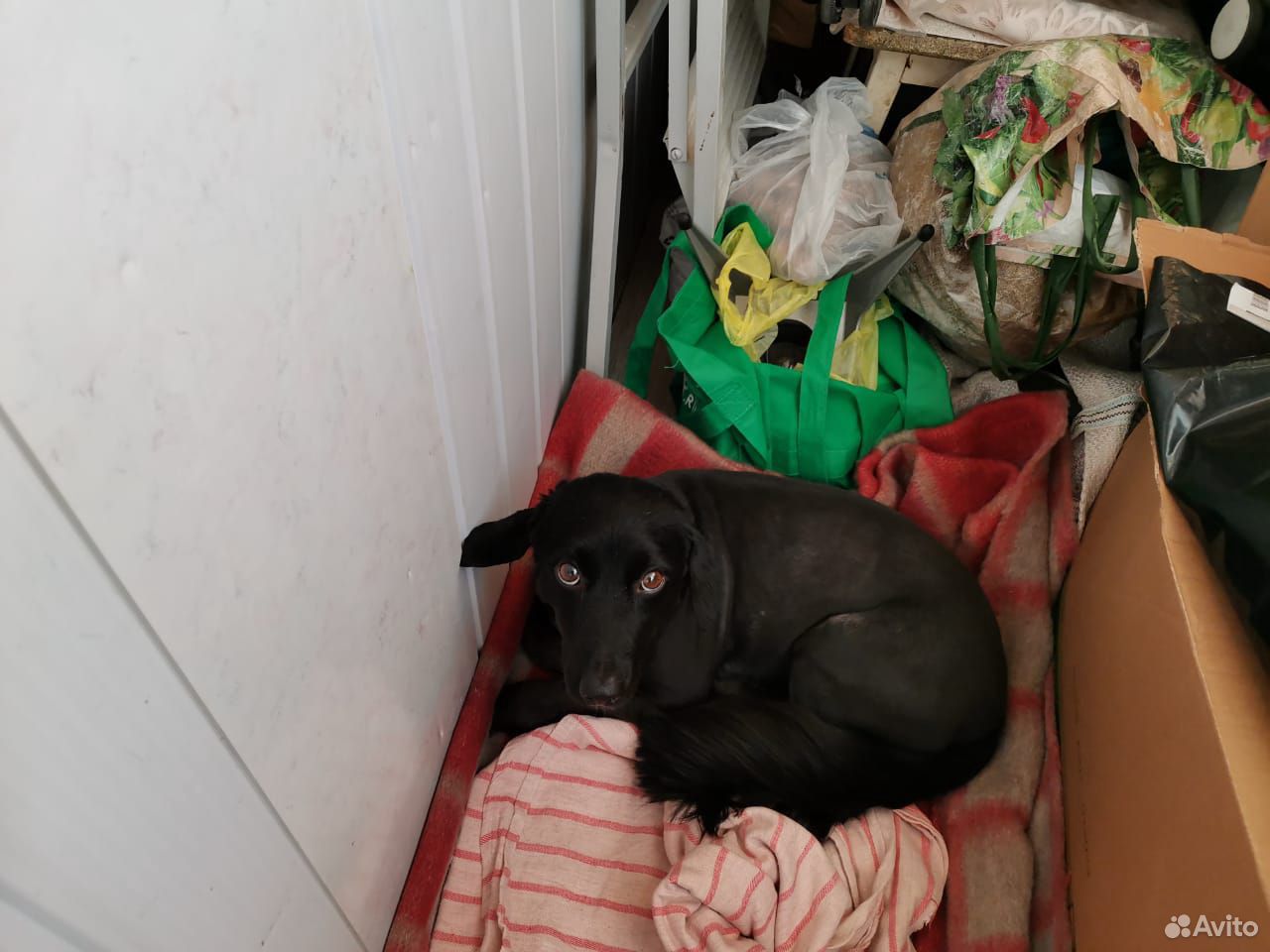 Белянка и Чернушка