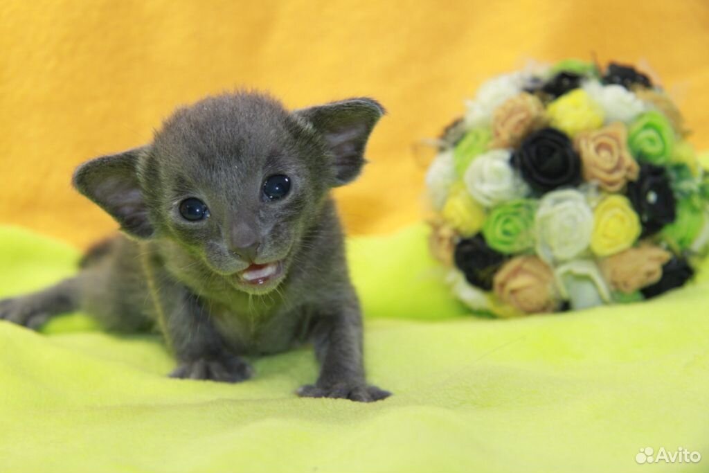 Ориентальная крошка Бесси