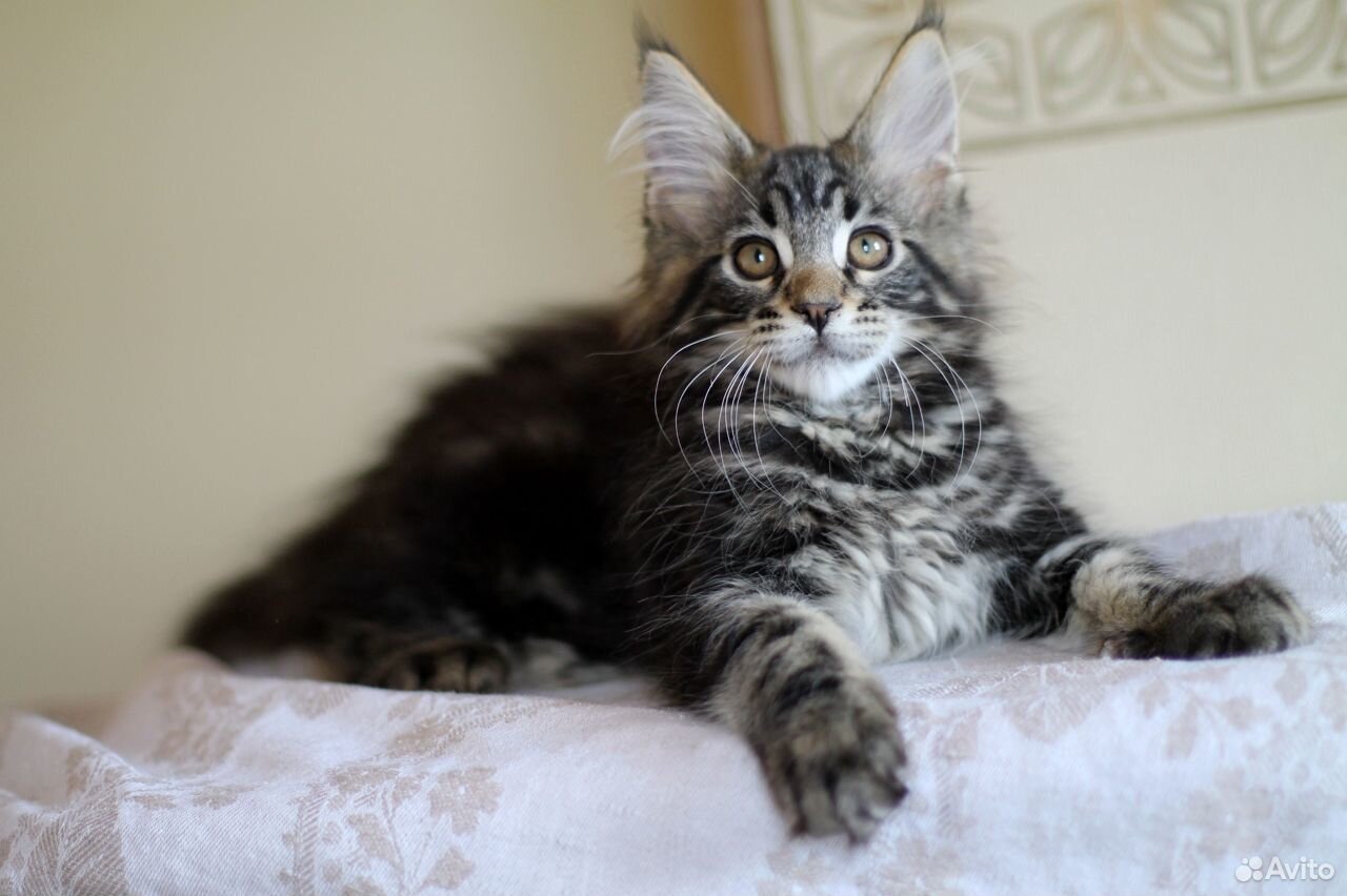 Котик черный мрамор 3 месяца