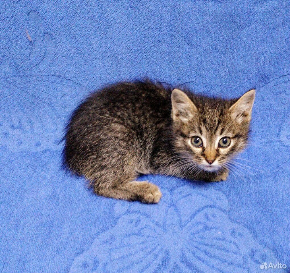 Ласковый спокойный котенок девочка