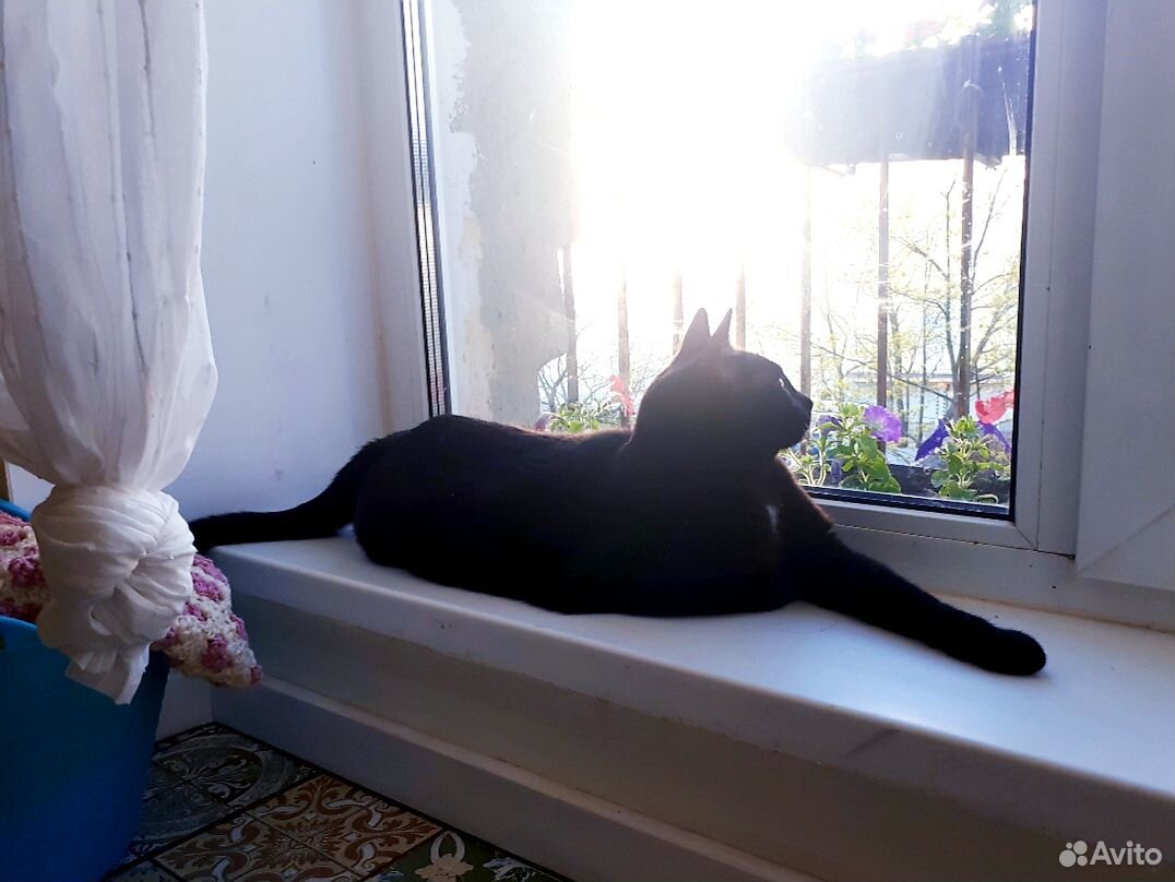 Недовольный кот