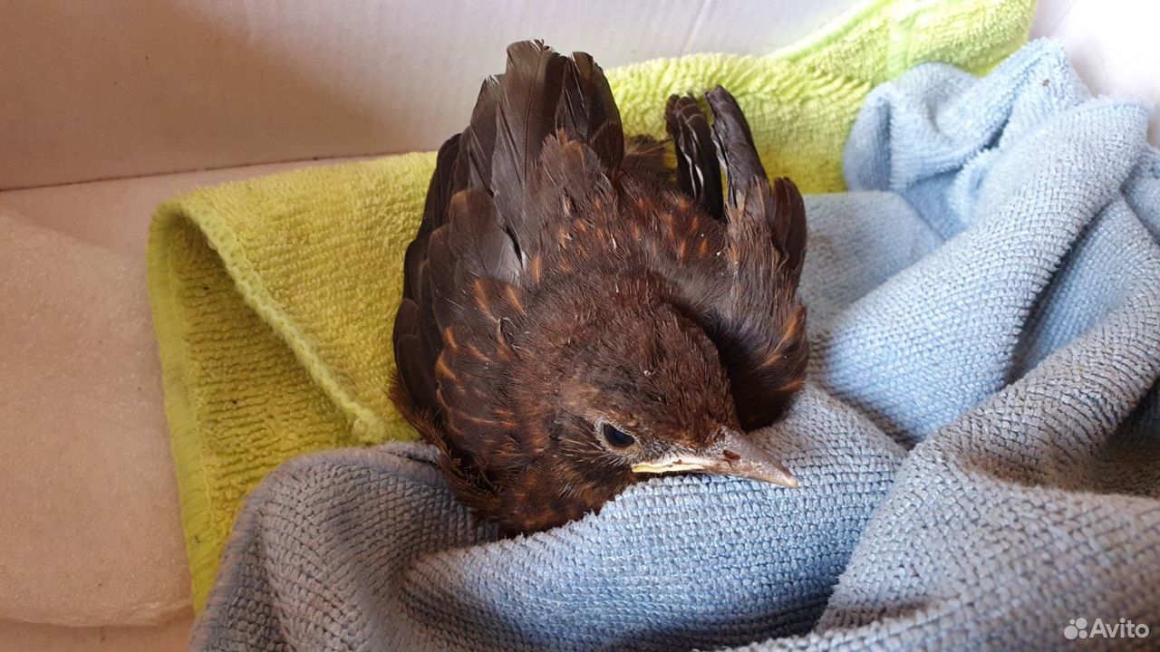 Отдам птенца