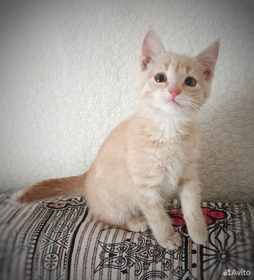 Очаровашка Мироша ищет дом. Котёнок девочка, 2 мес