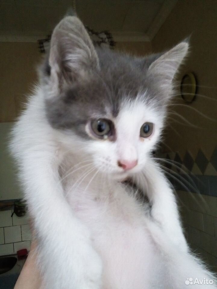 Котик