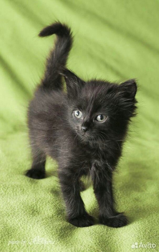 Котенок девочка