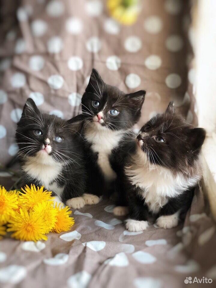 Маркизные котята ищут дом