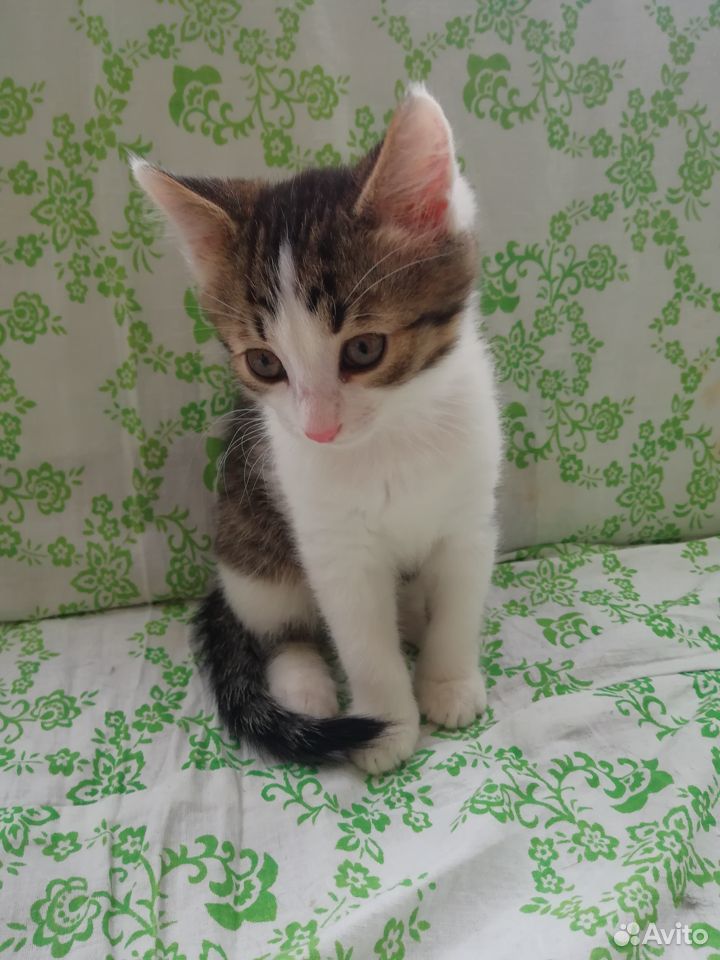 Котенок мальчик, 2,5-3 месяца