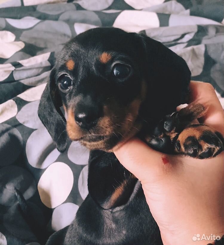Такса Кроличья