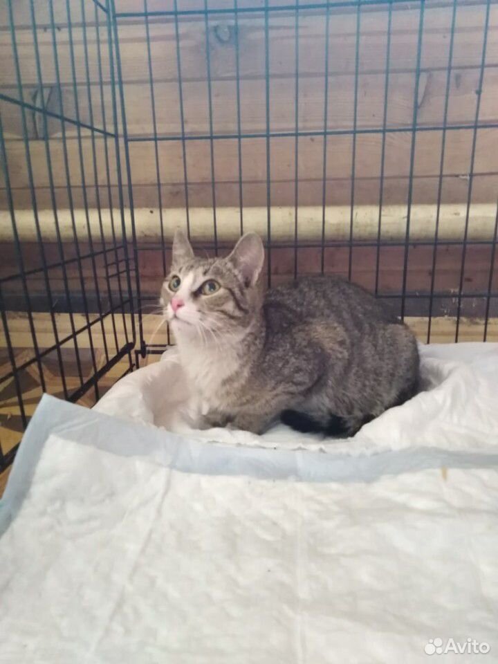 Котенок Саша