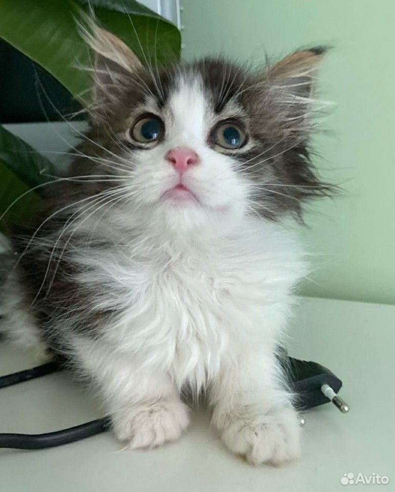 Пушистое чудо ждет маму