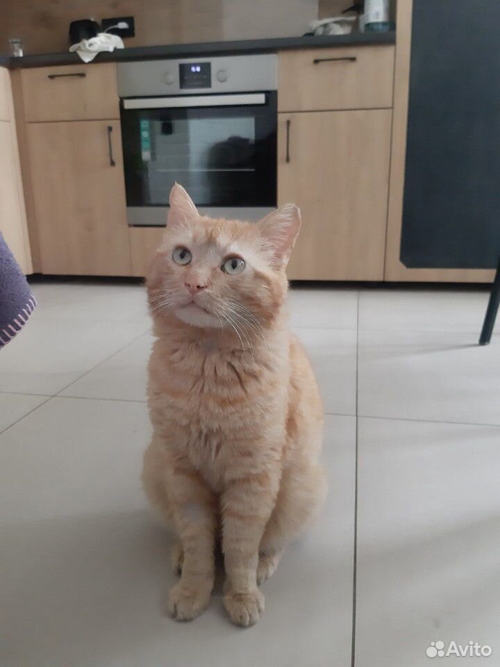 Кот Гриша