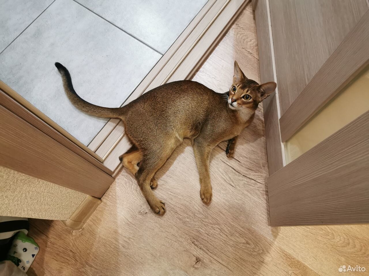 Абиссинский котенок