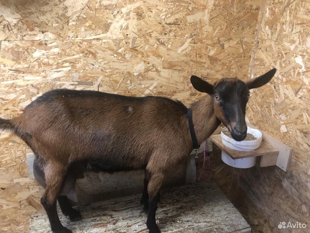 Коза дойная