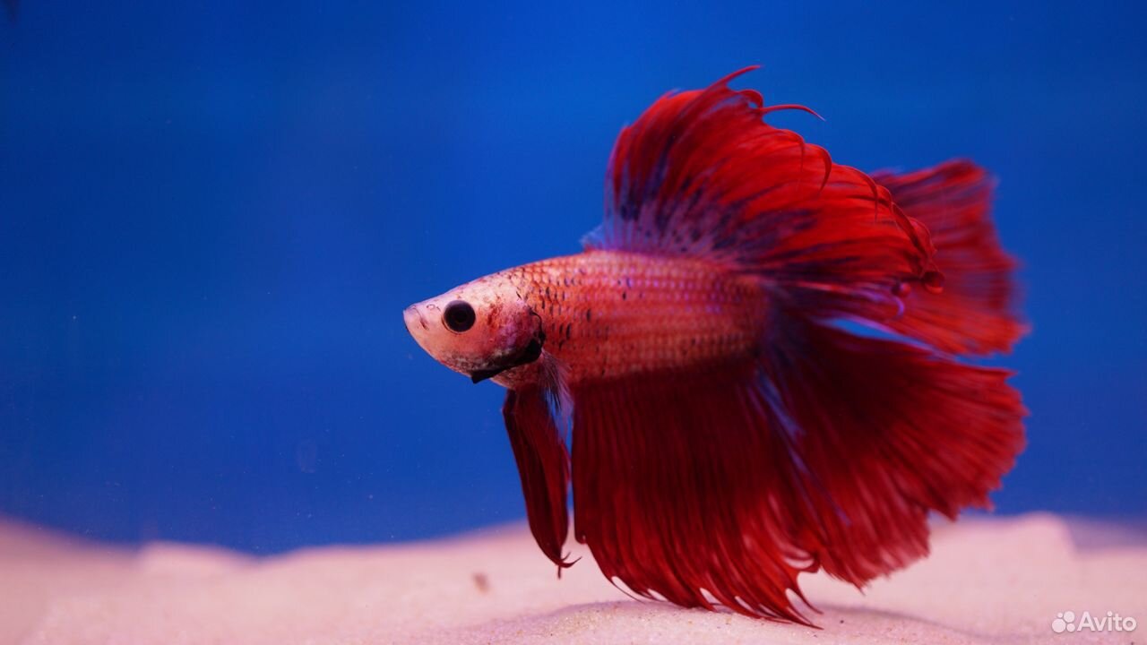 Рыбка петушок полулунный двухвостый красный рубин