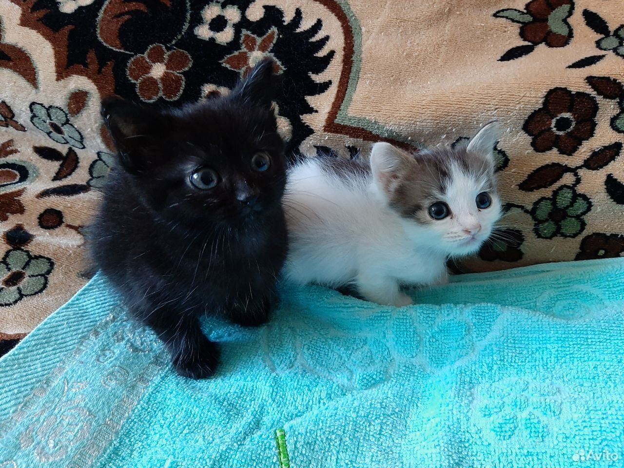 Котодетки - в добрые ручки