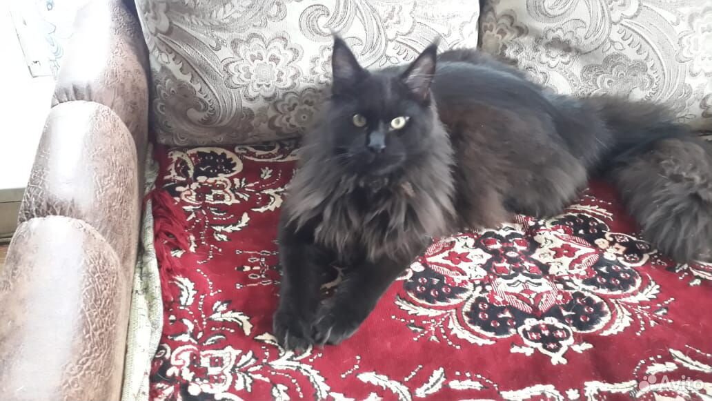 Лечебный кот