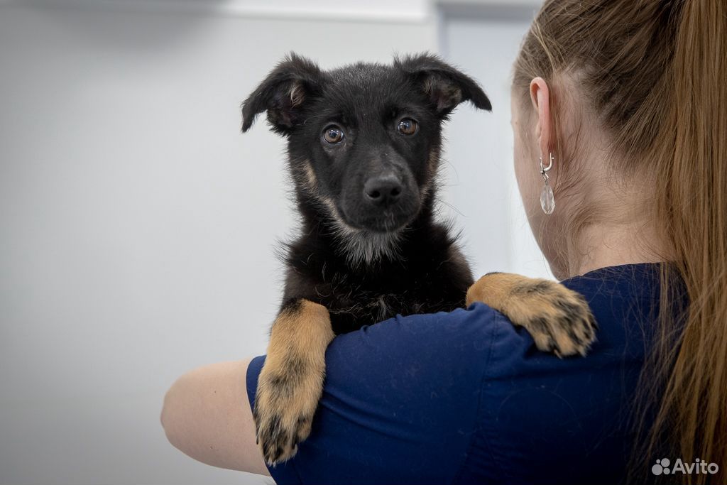 Щенрк в дар, маленький щенок в дар, некрупный щено