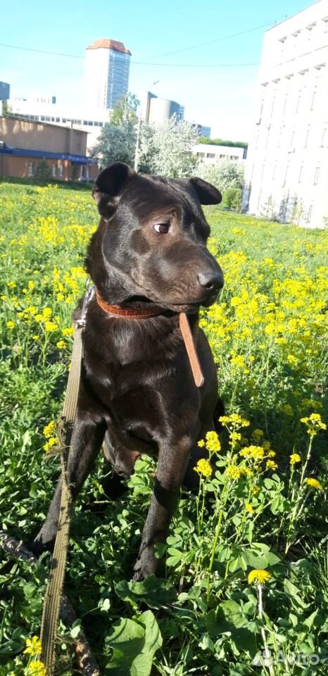 Ищем семью сладкому шоколадному зайцу