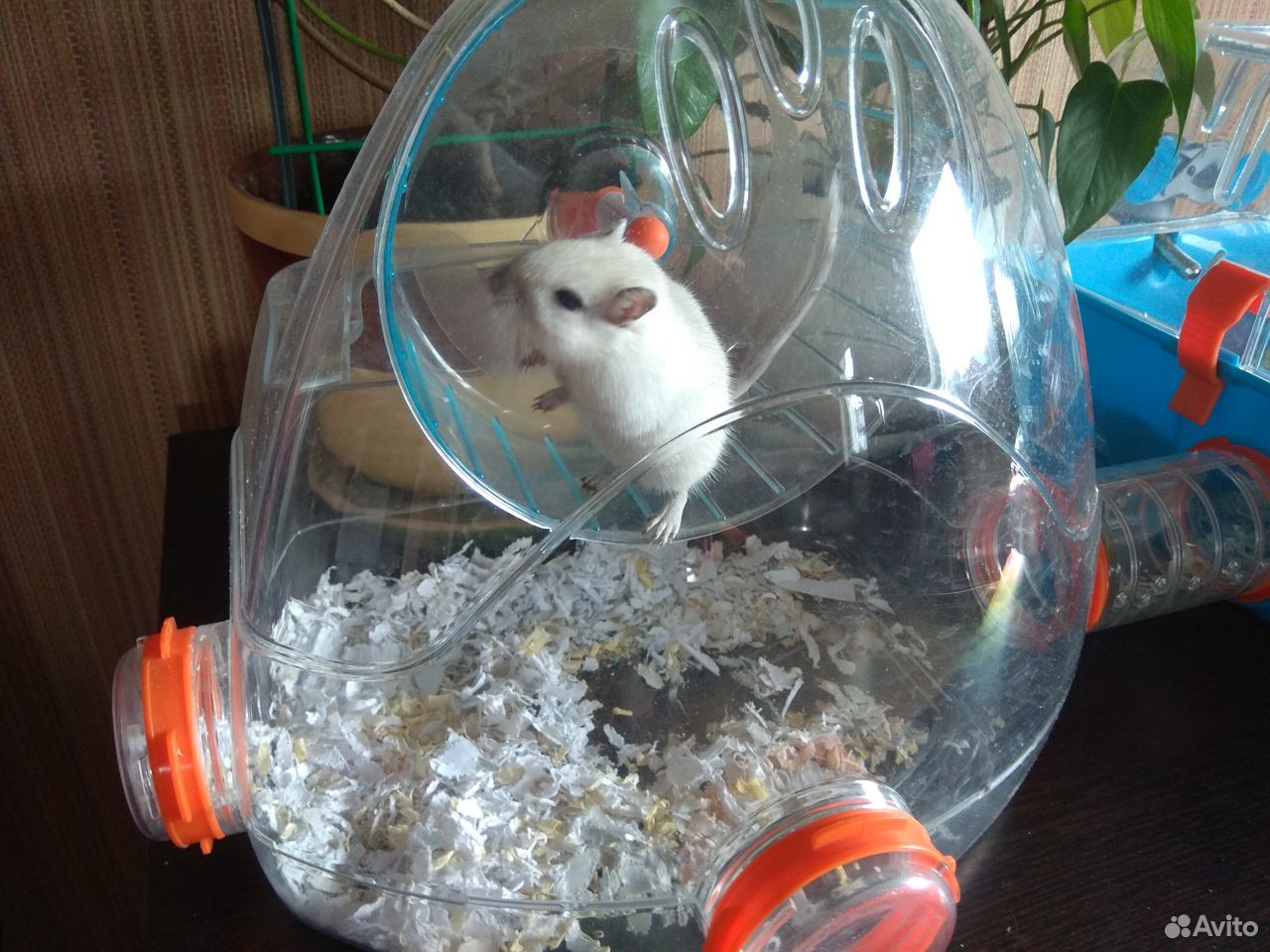 Песчанки