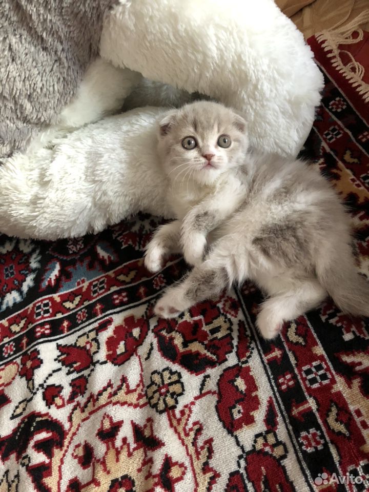 Шотландская