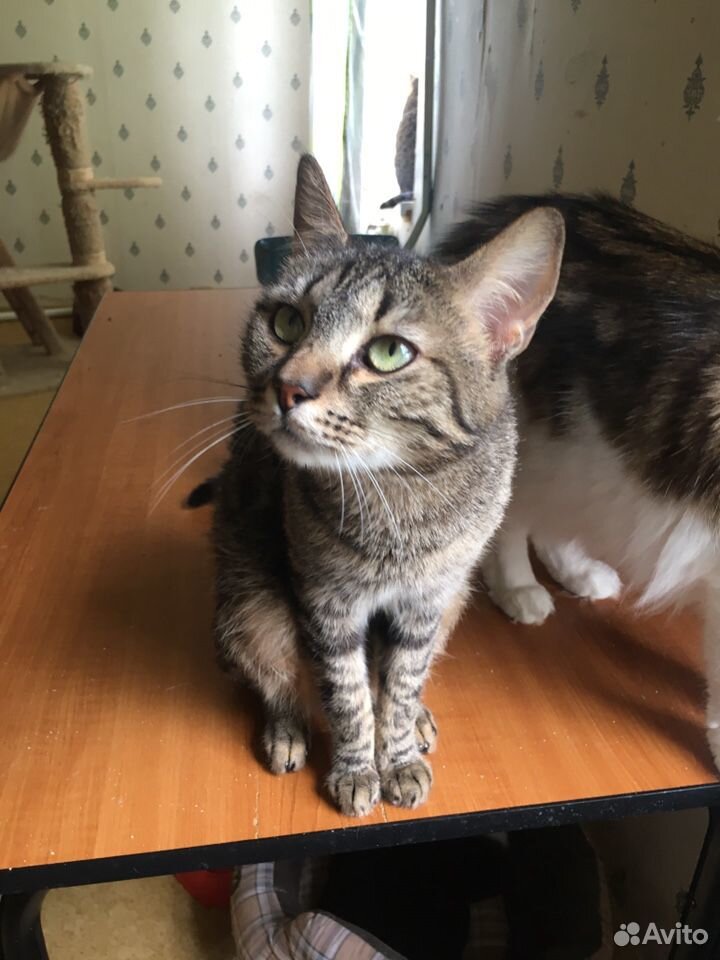 Мурзик в добрые руки