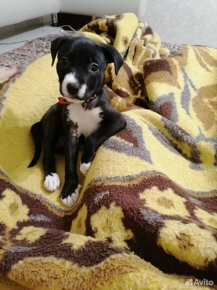 Американский питбультерьер