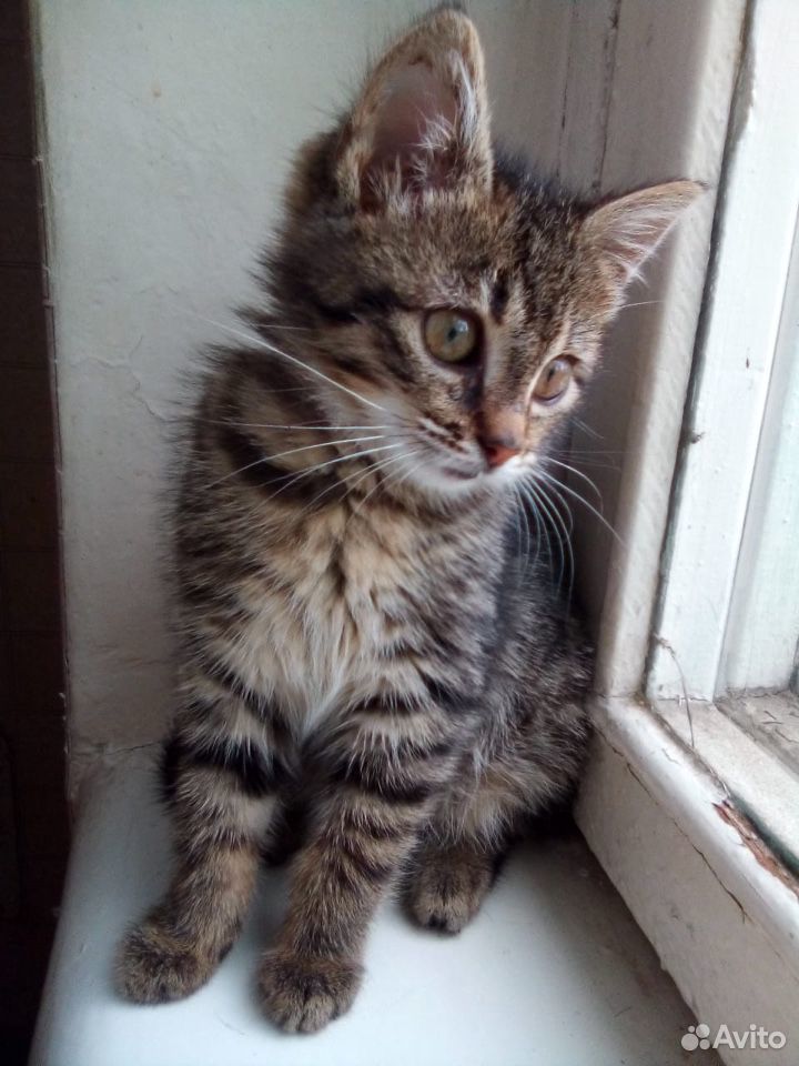 Котёнок в добрые ручки