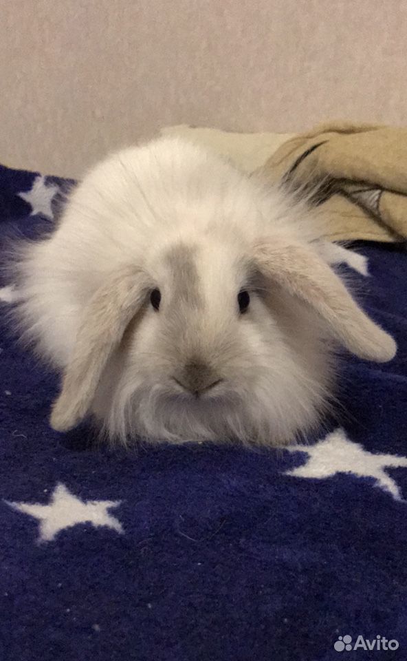 Кролик декоративный