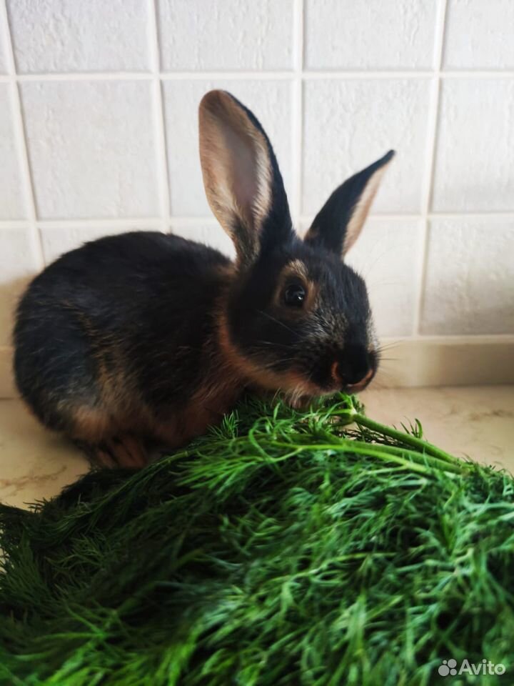 Кролик черно-огненный рекс, возраст 3 месяца