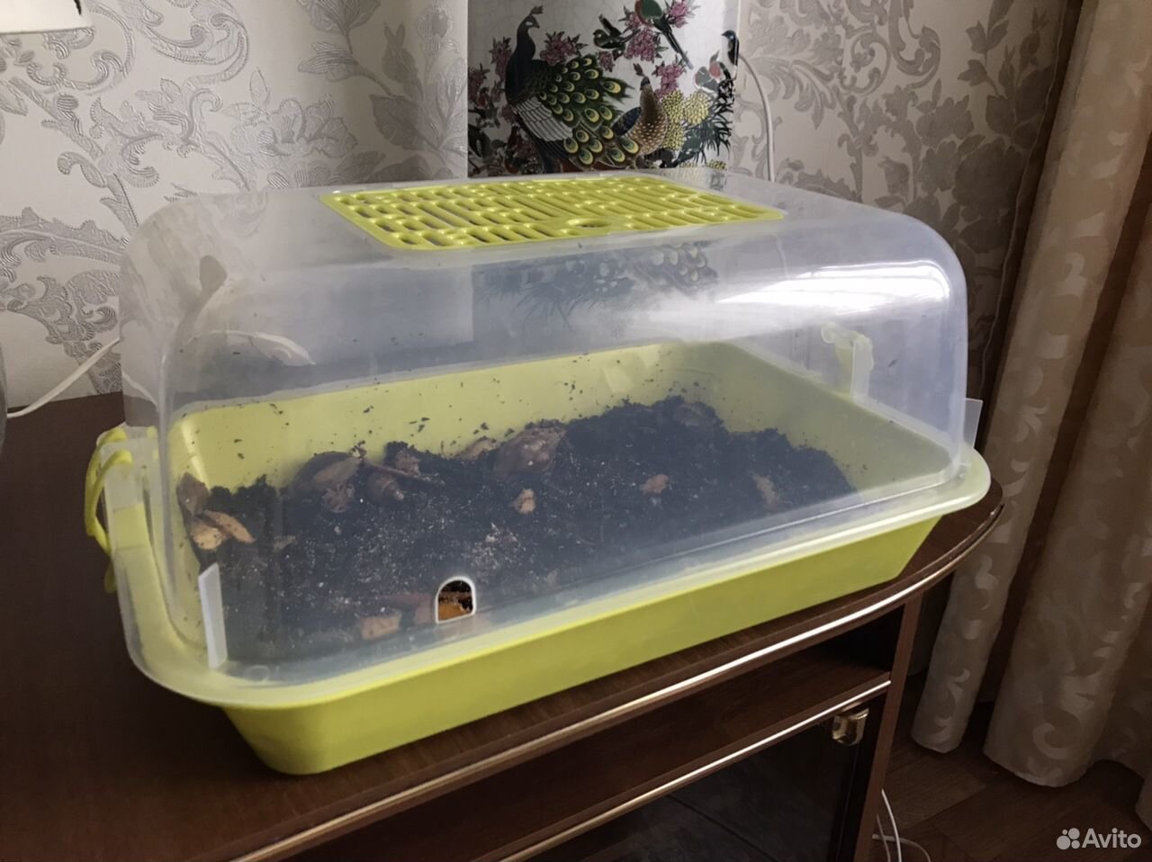 Улитки ахатины